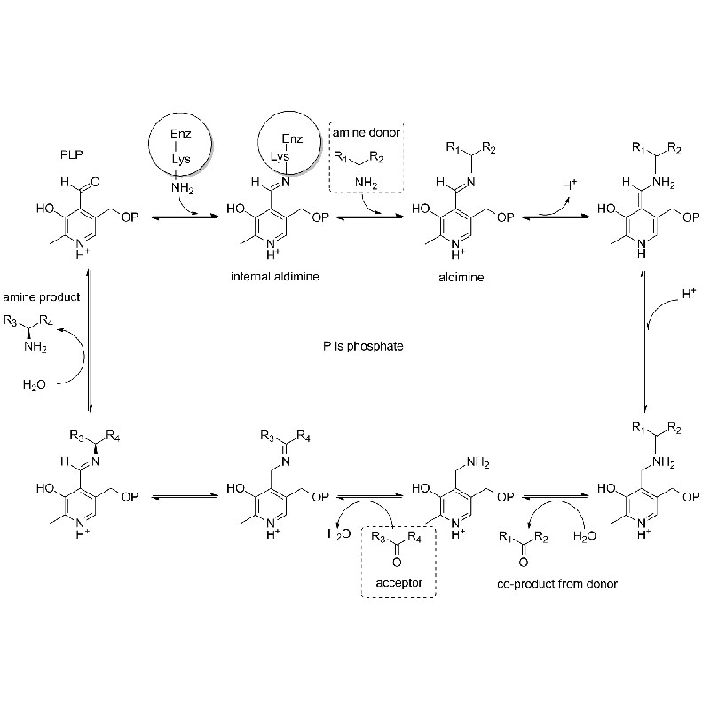 High Quality Transaminase (ATA) Manufacturer and Supplier | SyncoZymes